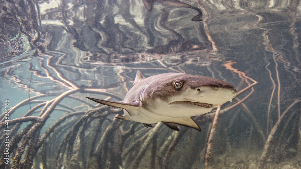 Underwater view of baby lemon shark swimming amongst mangroves, Alice ...