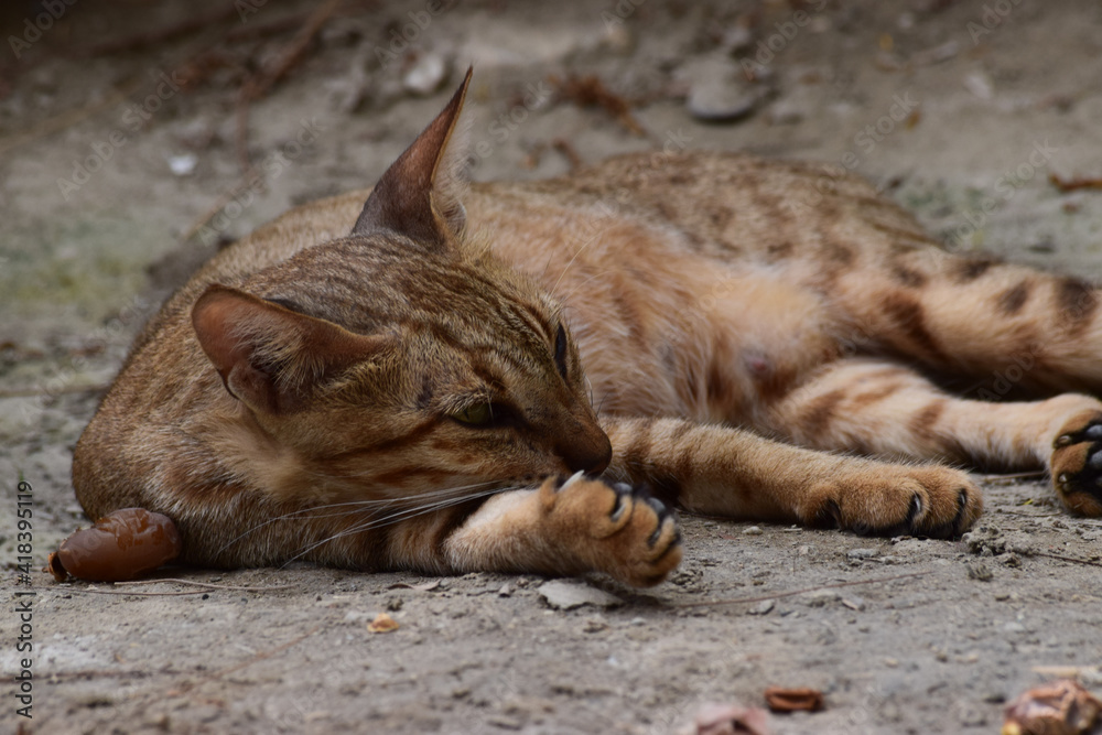 Horizontal photo of young adult cat. brown fur lays and rests outside ...