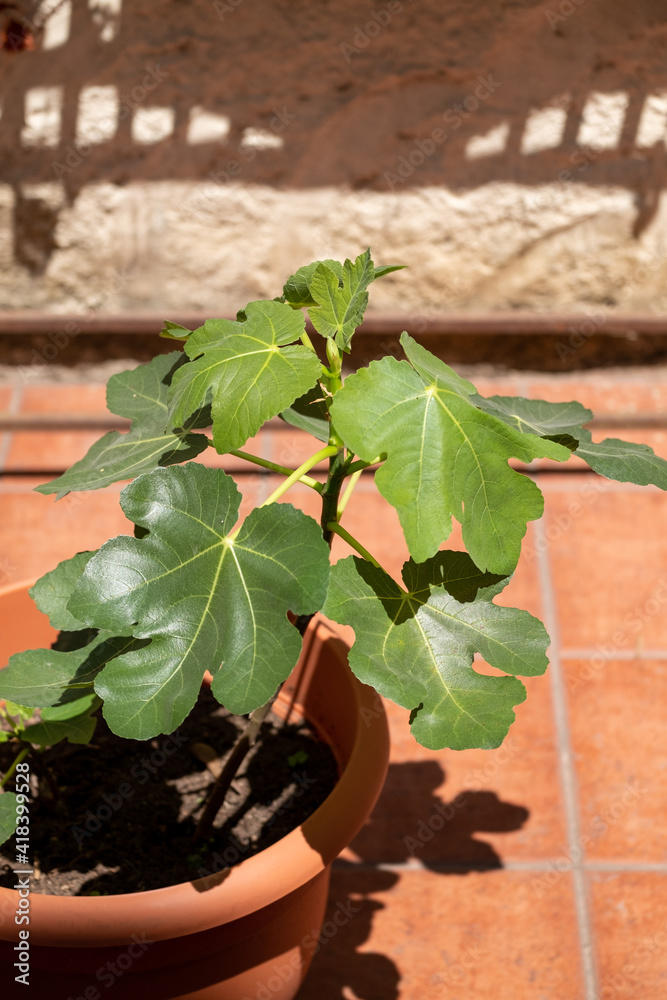 Beautiful and healthy fig tree growing in pot showing big green leaves ...