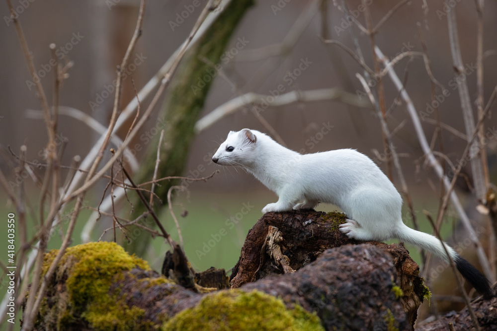 Hermelin im Revier - Jagd Stock Photo | Adobe Stock