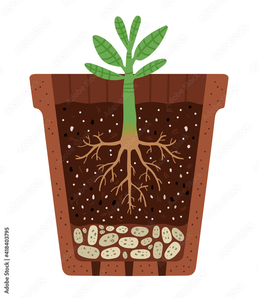 Illustration of a cutaway flower pot. Plant, root system and soil ...