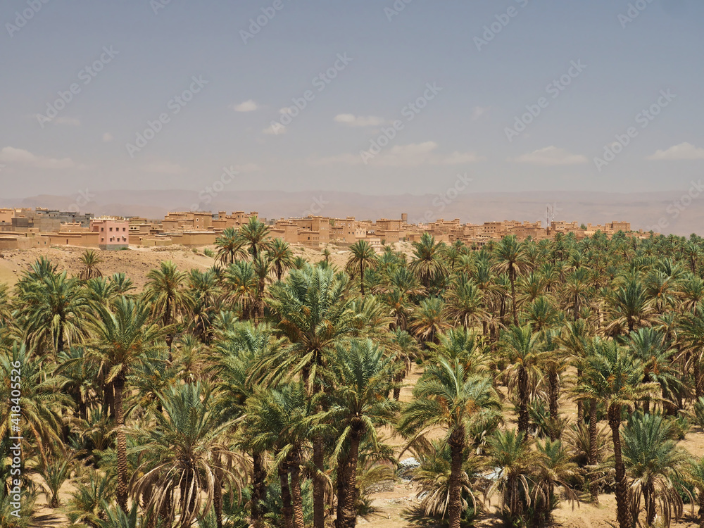 Palm tree plantation in the desert. Oasis in the desert. Plantation of ...