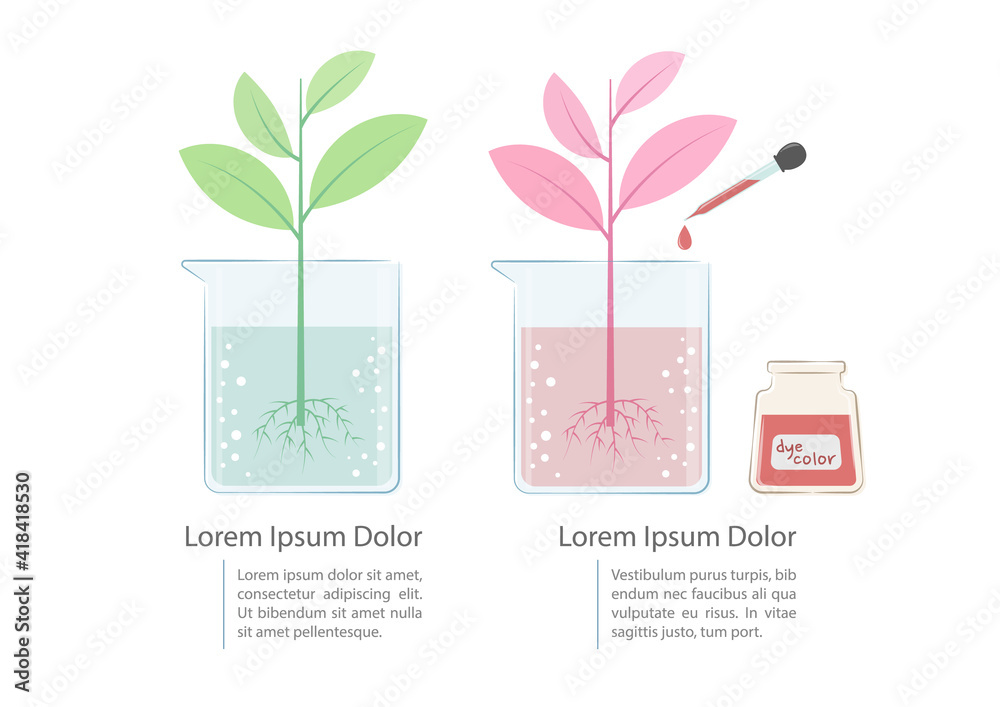 Plants absorb water experiment vector illustration. Basic science ...