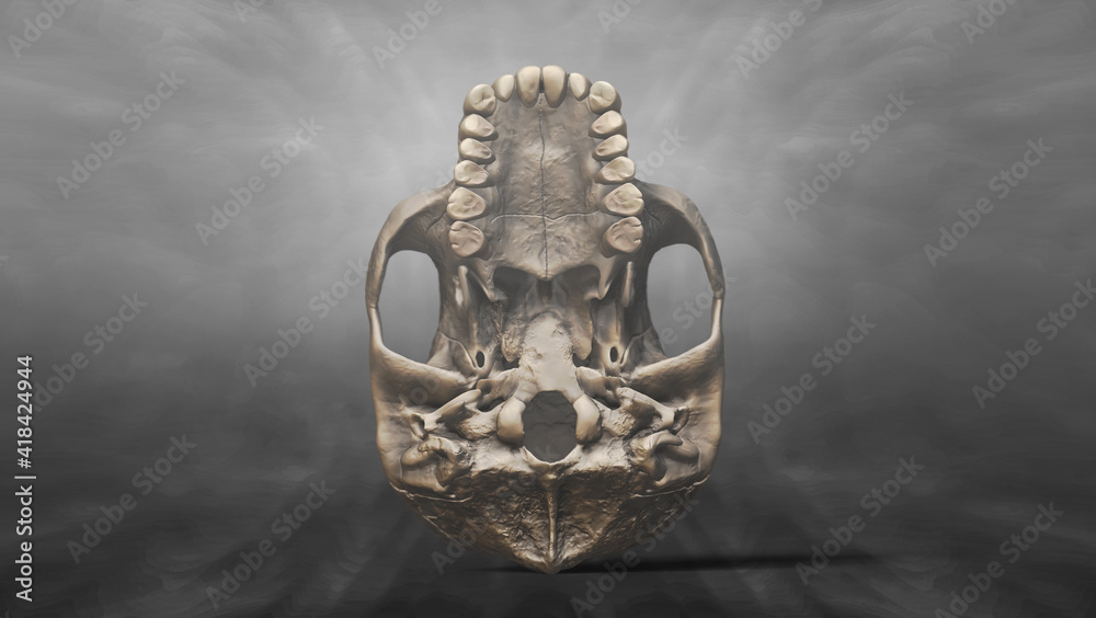 3D Recreation of Skull of Homo Erectus Dmanisi Stock Illustration ...