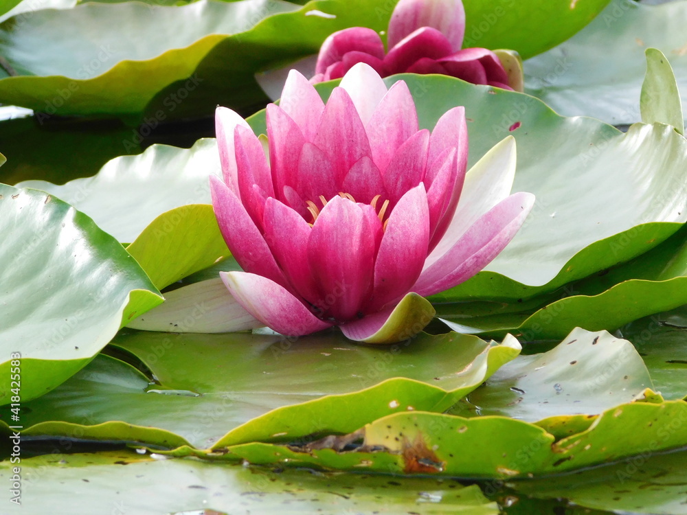 Nymphaea genus of hardy and tender aquatic plants in the family ...