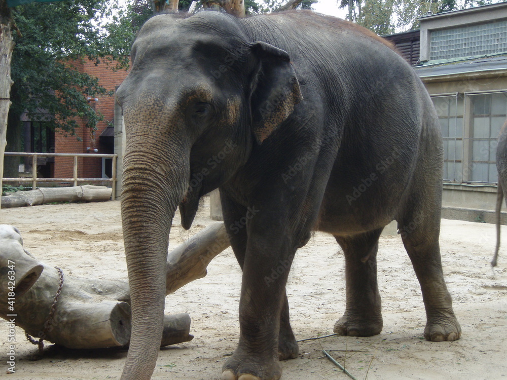 indian elephant in the zoo Asian elephant Elephas maximus also known as ...
