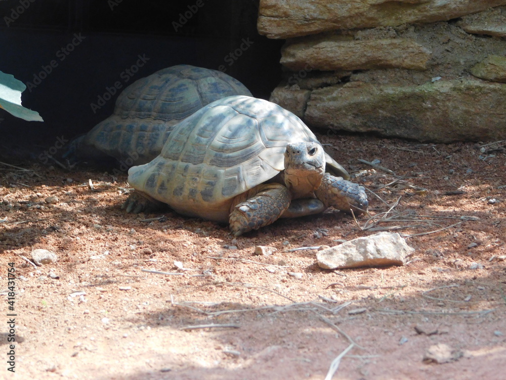 Foto de The Greek tortoise Testudo graeca, also known commonly as the ...