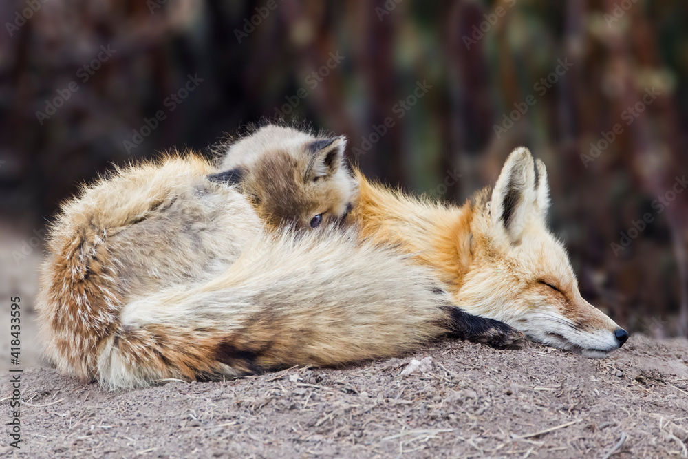 Nap time Almost - A red fox mother gets some much needed nap time but ...