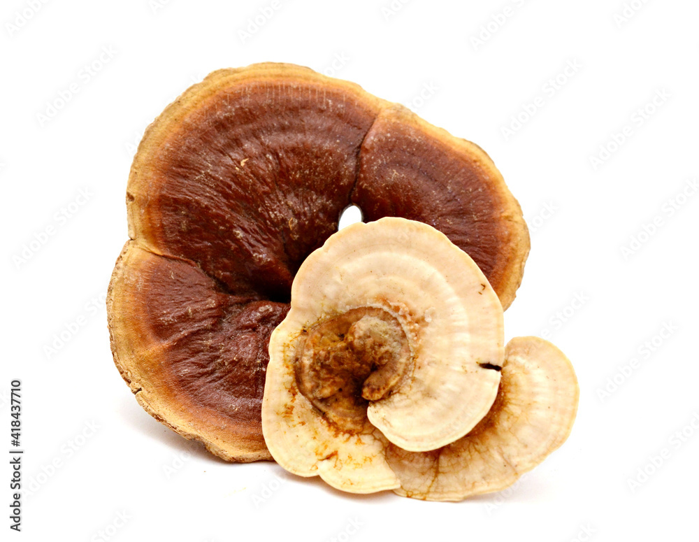 Ganoderma Lucidum isolated on white background Stock Photo | Adobe Stock
