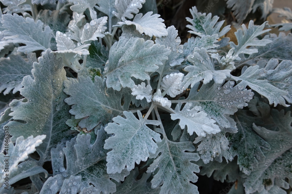 Silver ragwort (dusty miller) is an old-fashioned tender perennial that ...