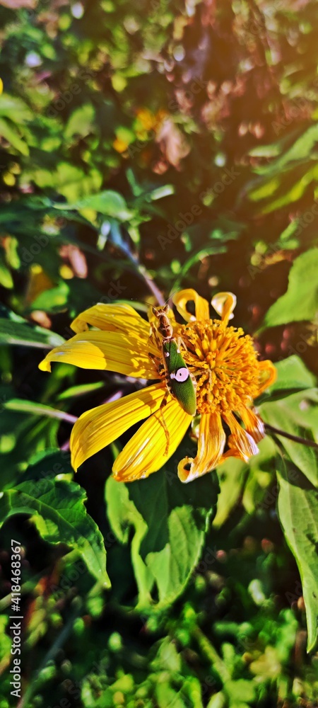 Spotted Flower Mantis (Creobroter gemmatus Saussure) on a blooming ...