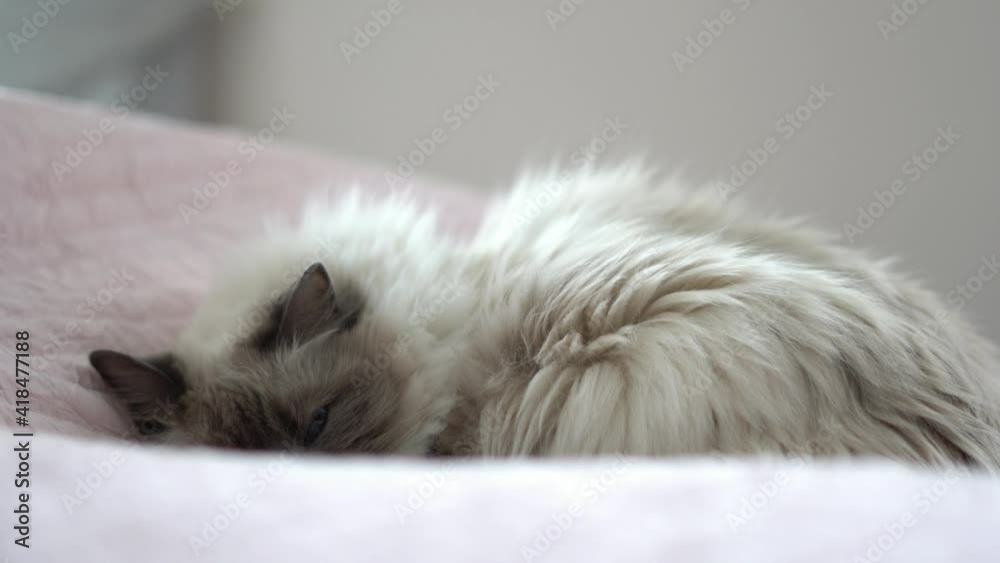 Purebred ragdoll cat sleeping on a cosy bed in a home interior bedroom ...