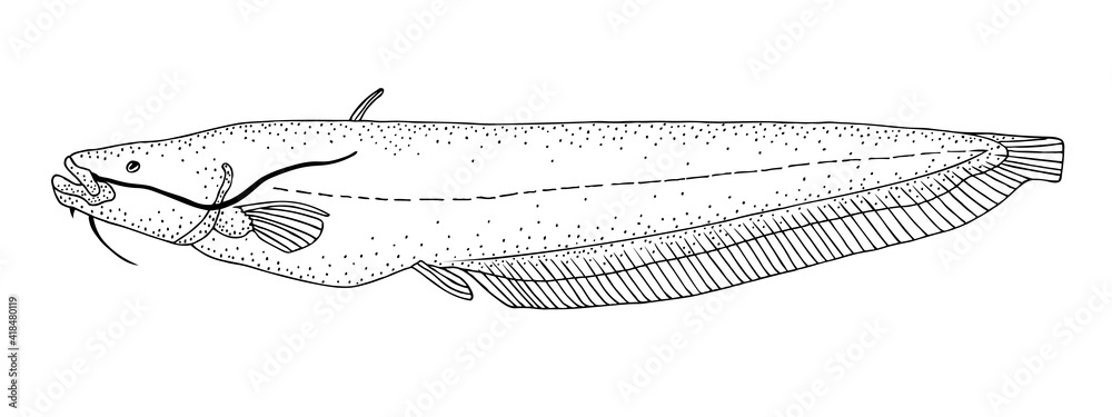 Wels catfish. Hand drawn black pencil realistic illustration. Stock ...
