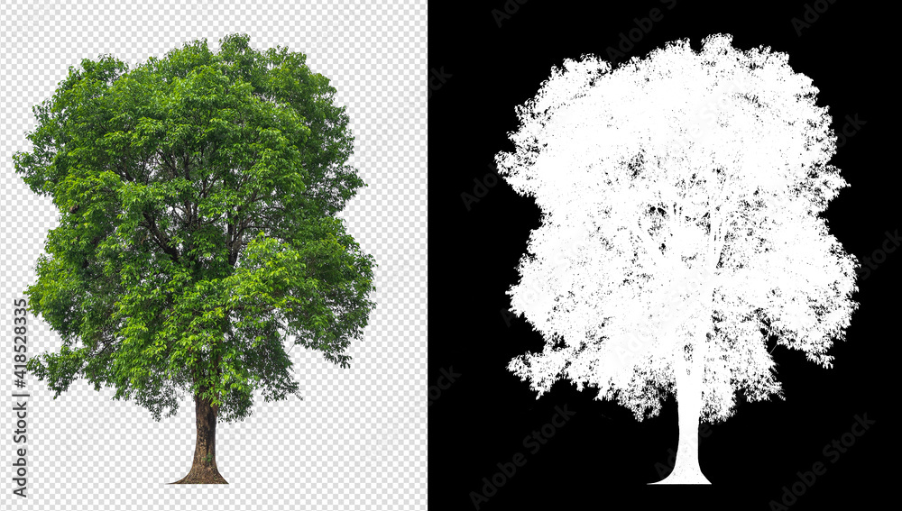 Tree on transparent background picture and alpha channel with clippings ...