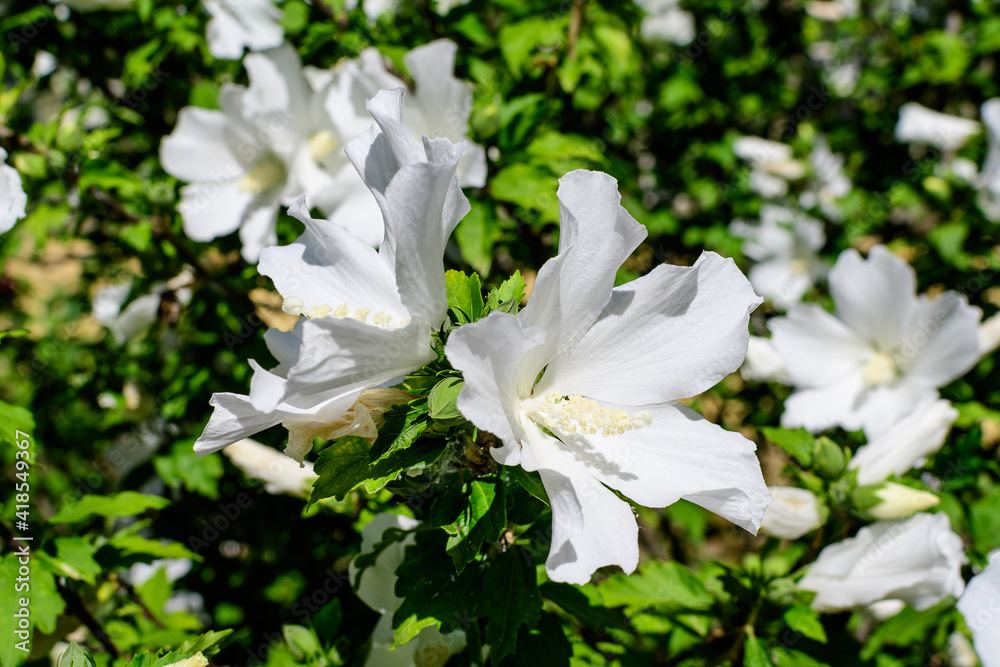 One white flower of hibiscus syriacus plant, commonly known as Korean ...