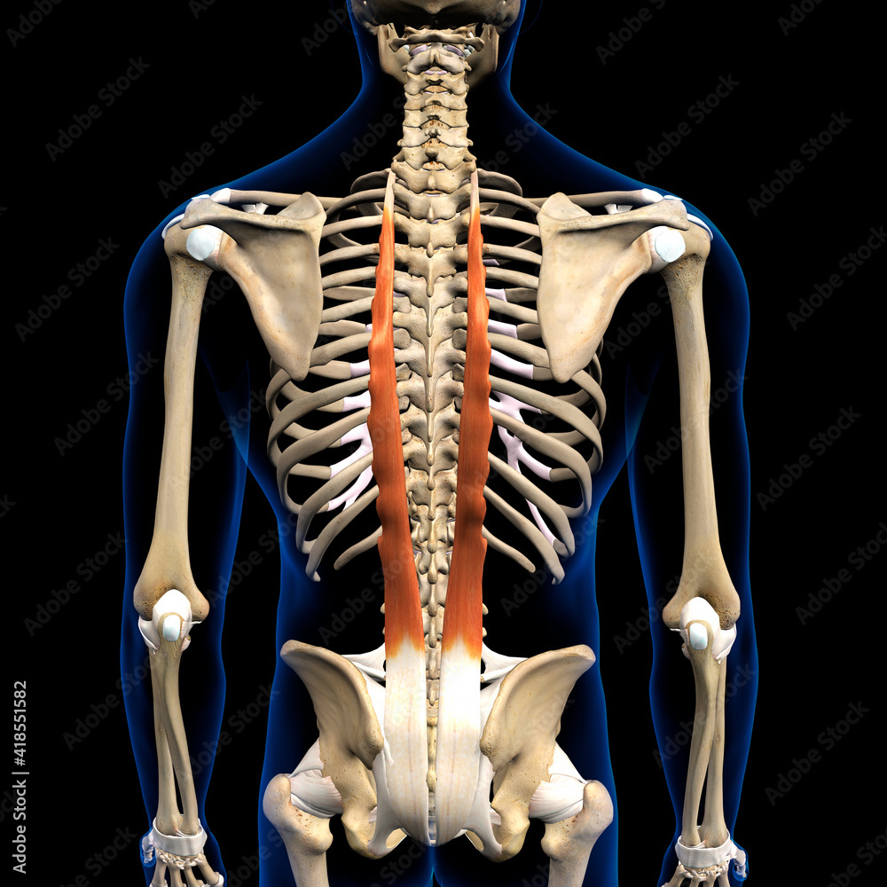 Longissimus Erector Spinae Muscles in Isolation Rear View of Upper Back ...