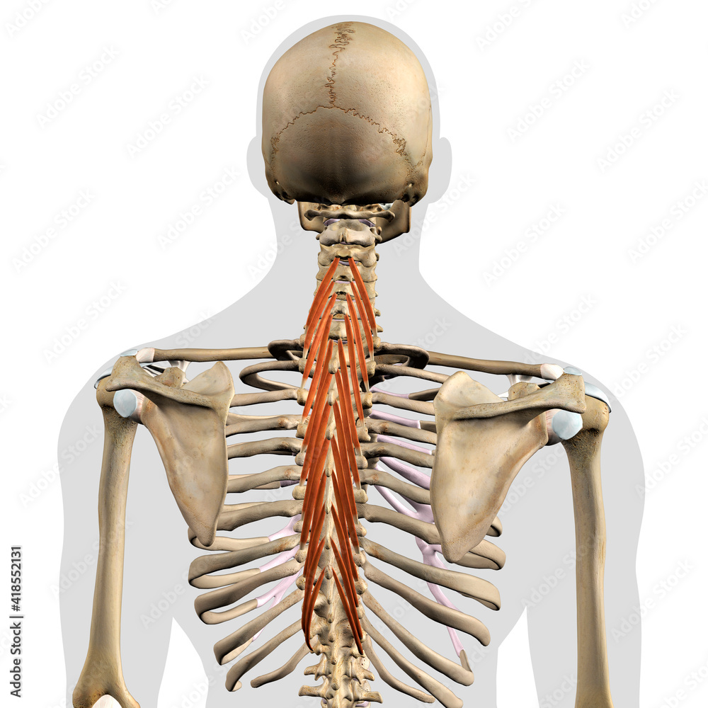 Semispinalis Thoracis Erector Muscles in Isolation Rear View of Upper ...