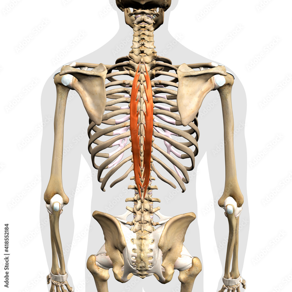 Spinalis Thoracis Erector Spinae Muscles in Isolation Rear View of ...