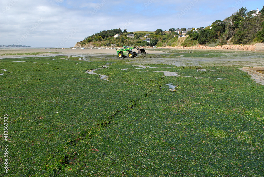 Foto de Algues vertes sur une plage de Bretagne. Pollution nitrate ...