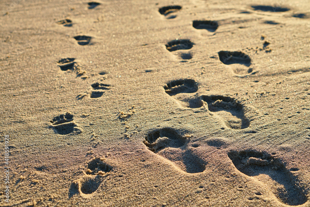 Footprints in the sand. The feet of the mother and child walk along the ...