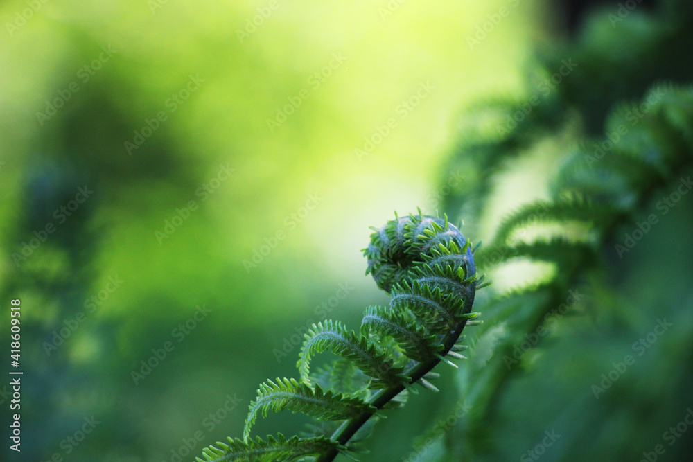 Beautiful side view of a developing fern plant. Stock Photo | Adobe Stock