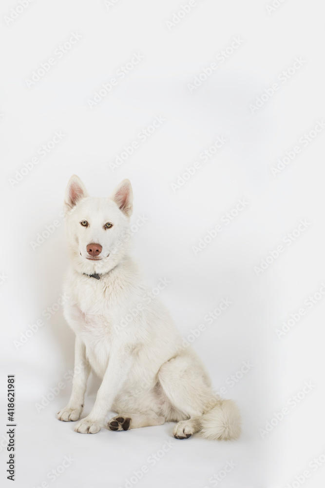 Perro husky blanco en fondo blanco Stock Photo | Adobe Stock