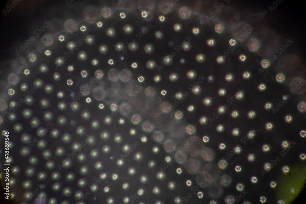 Volvox in drop of water under the microscope for classroom education ...