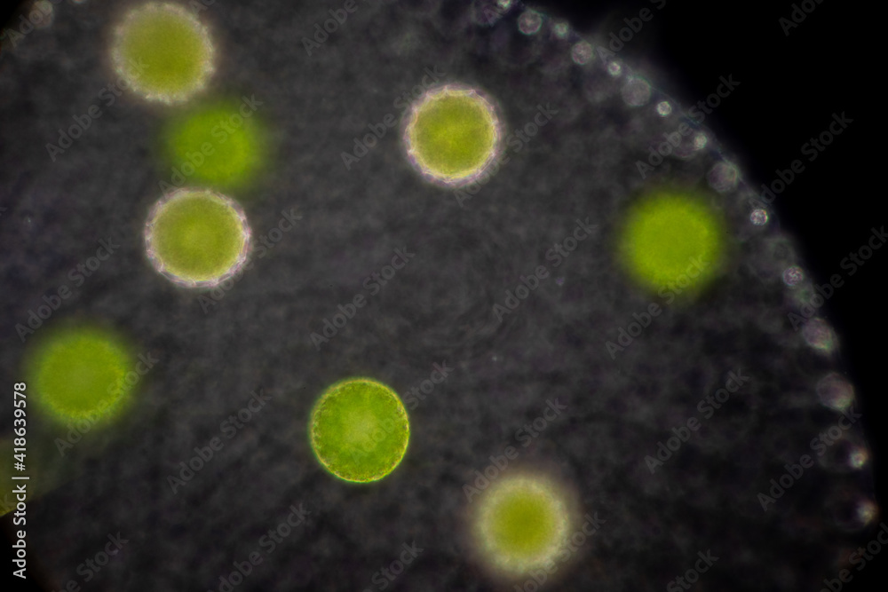 Volvox in drop of water under the microscope for classroom education ...