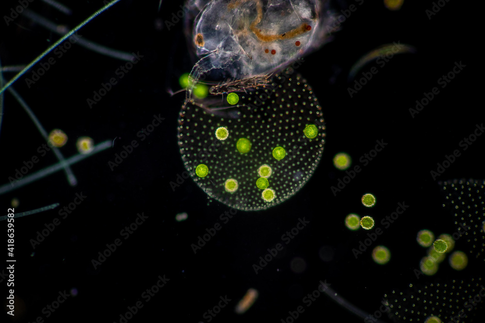 Volvox in drop of water under the microscope for classroom education ...