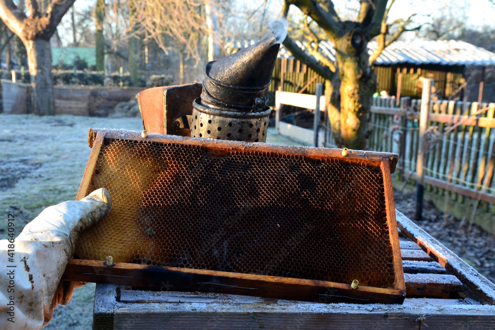 The beekeeper inspects each honeycomb by quality eliminating the bad ...