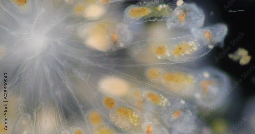 The rotifers commonly called wheel animals or wheel animalcules, make ...