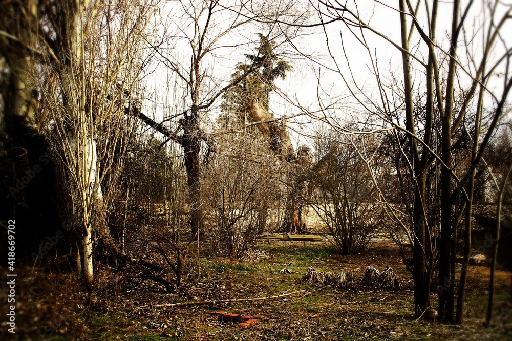 Árboles y arbustos asilvestrados creciendo junto a malas hierbas en una ...