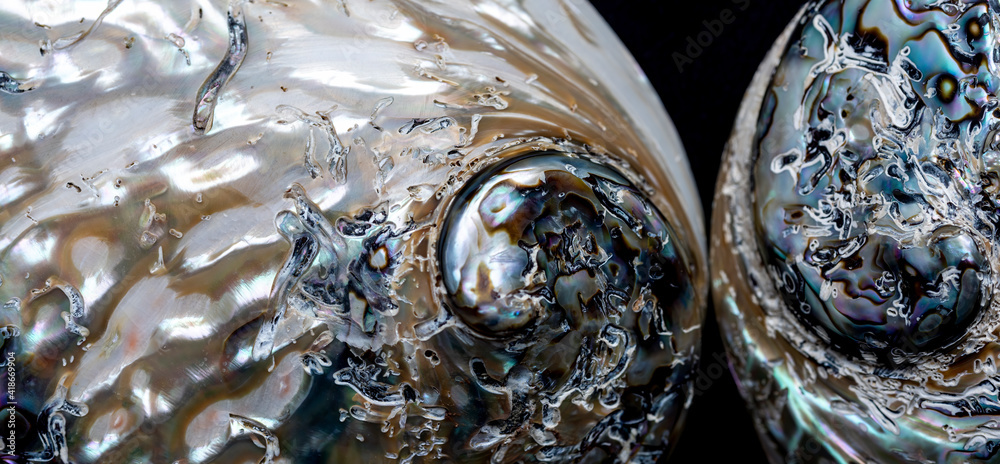Macro photography of a external surface of a sea shell have been ...