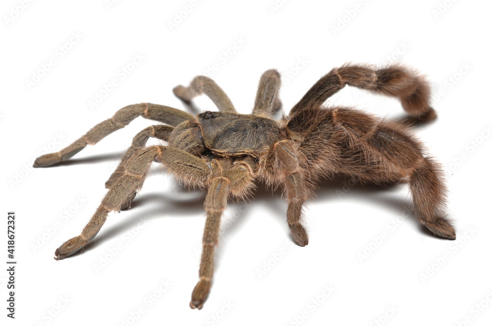 Closeup picture of the Stout Leg Baboon Spider tarantula Eucratoscelus ...