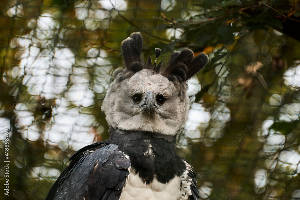The harpy eagle, Harpia harpyja is also called the American harpy eagle ...