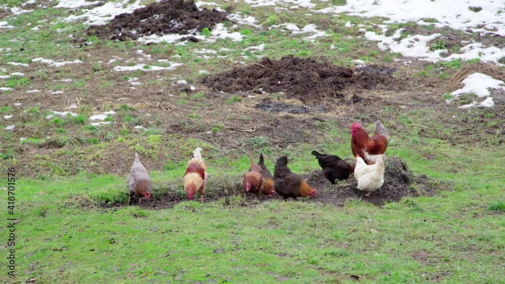 chickens and a rooster in the yard neglecting the land. Agriculture and ...