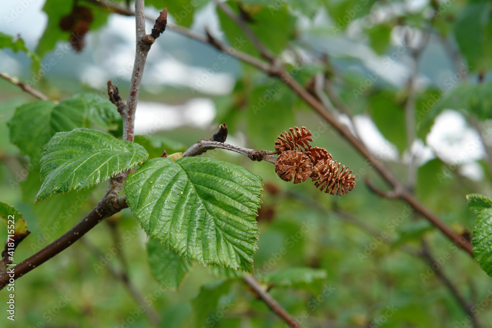 Flora of Kamchatka Peninsula: the last year's empty mature cones and ...
