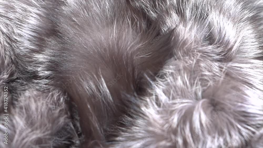 Real silver fox Fur background. Gray with black Fur clothes texture ...