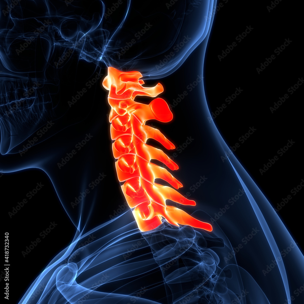 Vertebral Column Spinal Cord