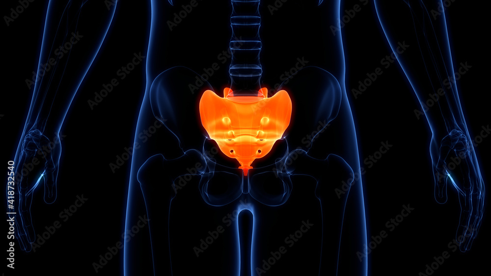 Spinal Cord Vertebral Column Sacrum of Human Skeleton System Anatomy ...