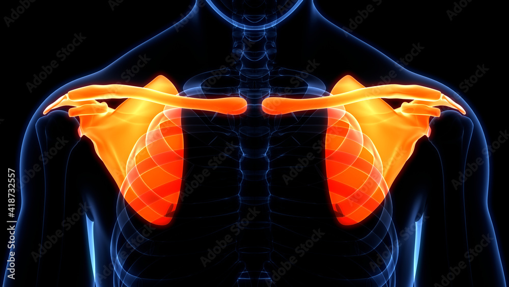 Human Skeleton System Pectoral Girdle Anatomy ilustração do Stock ...