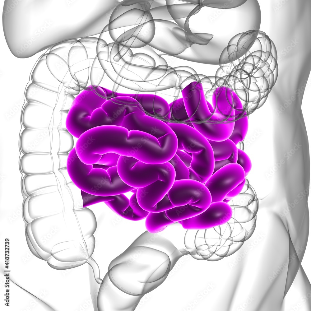 Small Intestine 3D Illustration Human Digestive System Anatomy Stock ...