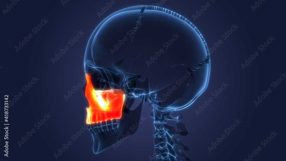 Human Skeleton System Skull Bone Parts Maxilla Anatomy Stock ...