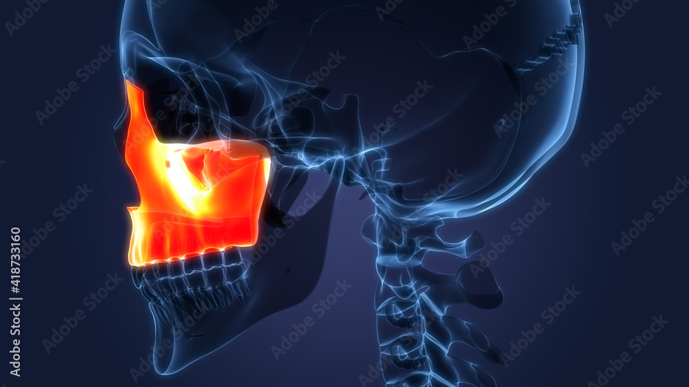 Human Skeleton System Skull Bone Parts Maxilla Anatomy Stock ...