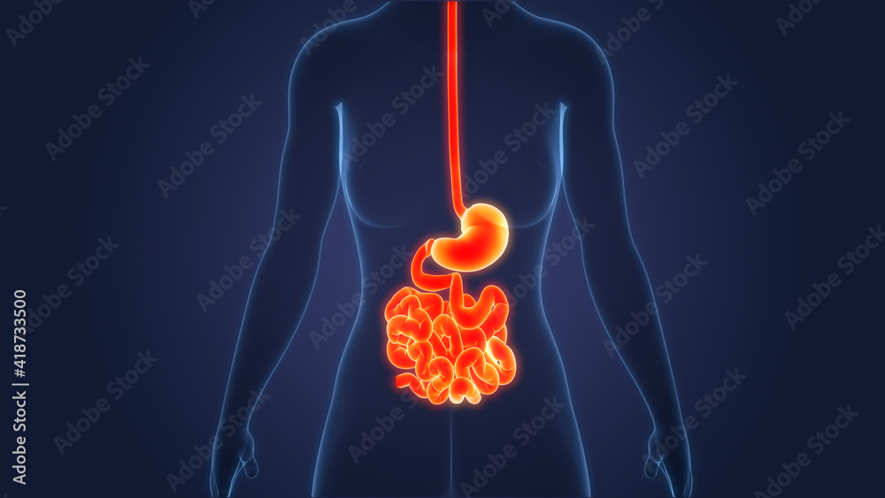 Human Digestive System Stomach with Small Intestine Anatomy Stock ...