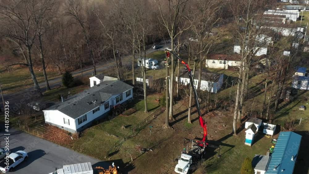 Video Stock Trees cutting with a person high in the tree and a extended ...