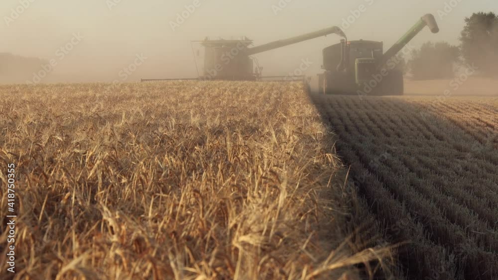 Straw dust surrounds combine harvester and tractor with trailer in ...