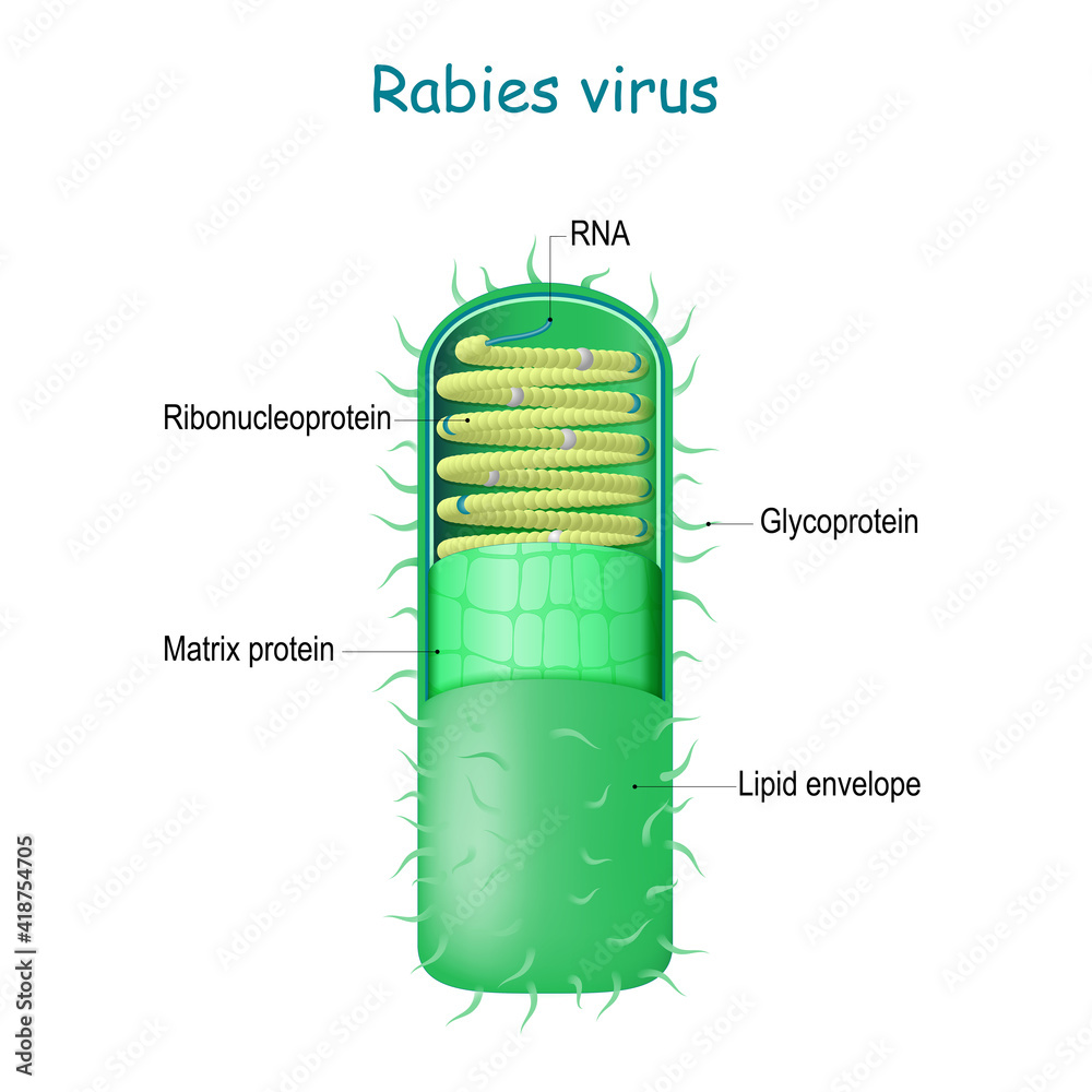 rabies virus. virion Rabies lyssavirus Stock Vector | Adobe Stock