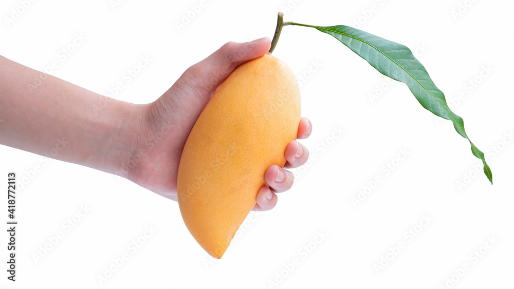 The golden yellow ripe mango is held in the left hand. Mango varieties ...