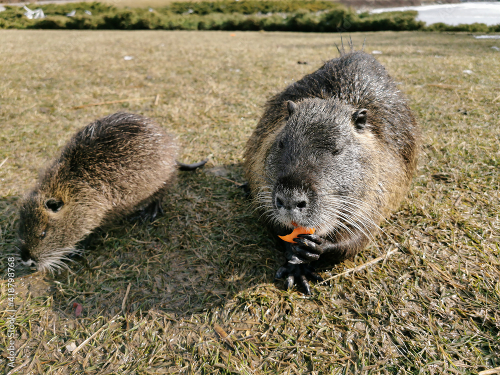 Nutria or myocastor coypus, also known as nutria. It is a large ...